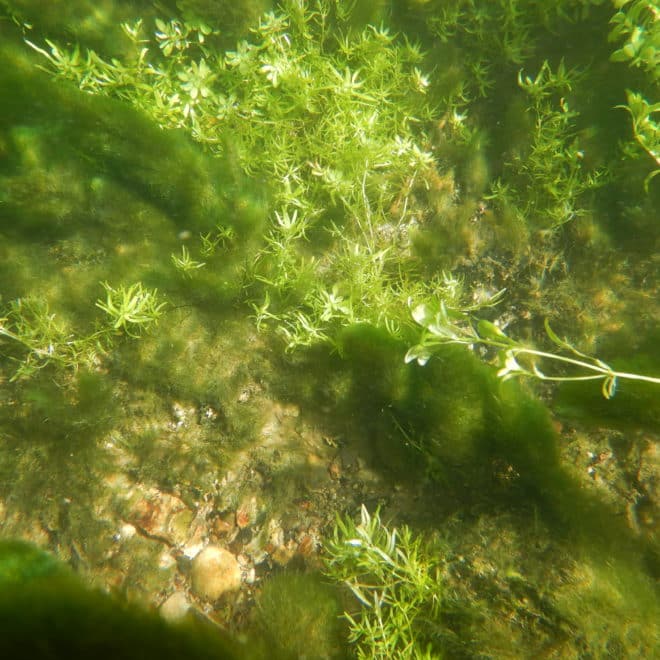 PLEASANT HOLLOW POND ALGAE CONTROL
